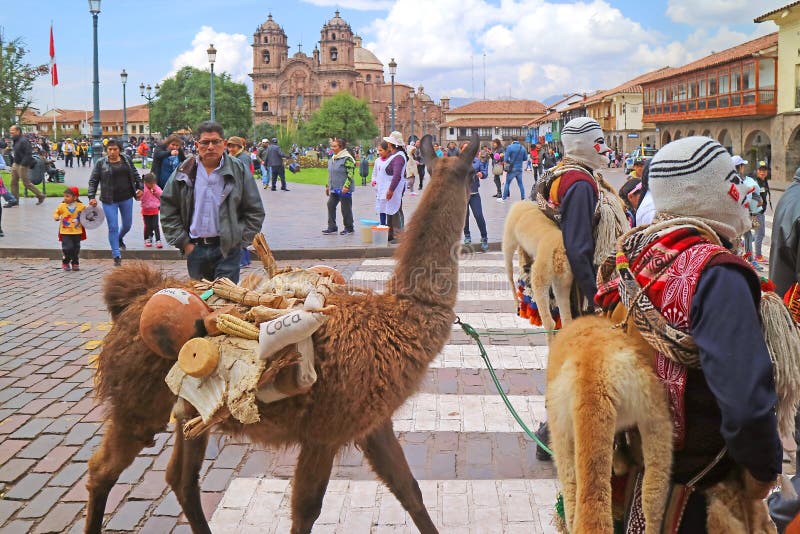 Alpaca Square Stock Photos - Free & Royalty-Free Stock Photos from ...