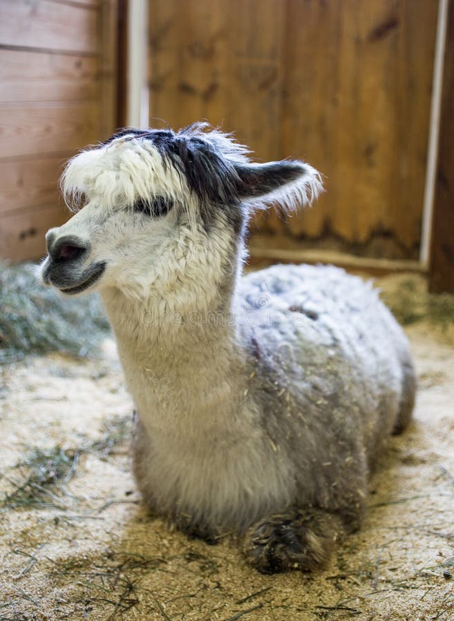 Llama stock photo. Image of animals, livestock, country - 33309704