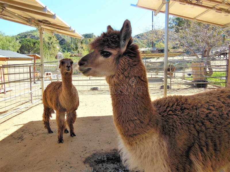 Llama Beautiful Eyes stock image. Image of domesticated - 242430687