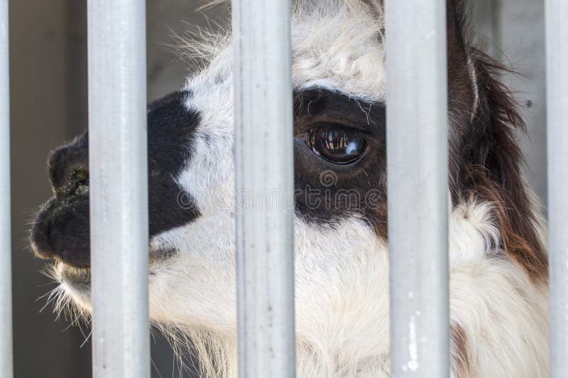 Llama behind bars stock photo. Image of vertical, jail - 41763204