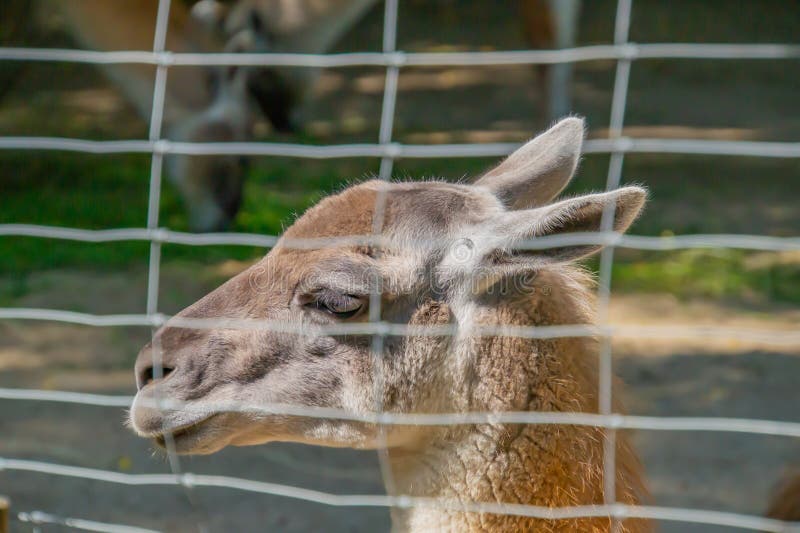 Sad Llama stock image. Image of lonely, animal, lonesome - 35272917