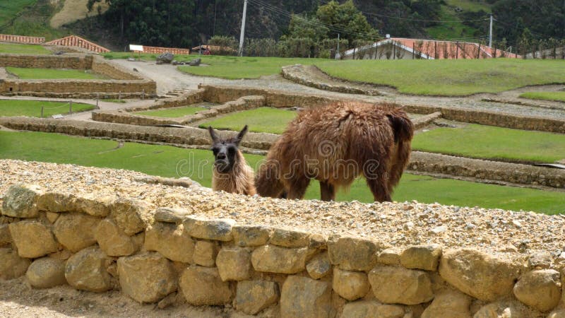 Llama Behind a Stone Wall at Ingapirca Stock Image - Image of tourism ...