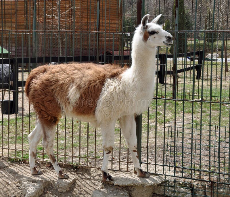 Llama body stock image. Image of ancient, farm, hill - 24220631