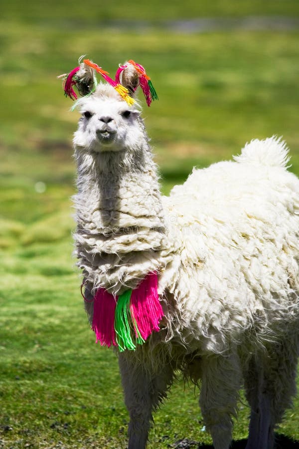 Llama, Bolivia stock photo. Image of wildlife, peru, tranquil - 13885504