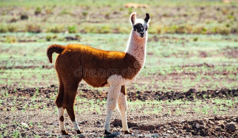 Llama with Brown and White Hair Looking at the Camera Stock Image ...