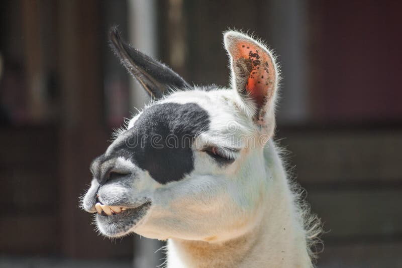 Llama chewing something stock photo. Image of face, head - 73001348