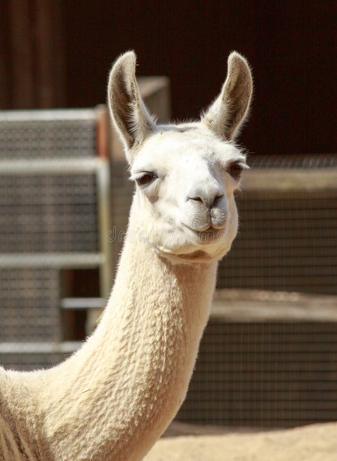 Llama Close Up of Head and Face - in Captivity Stock Photo - Image of ...