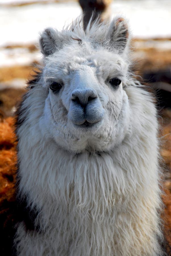 Llama closeup stock image. Image of farm, lama, animal - 13035403