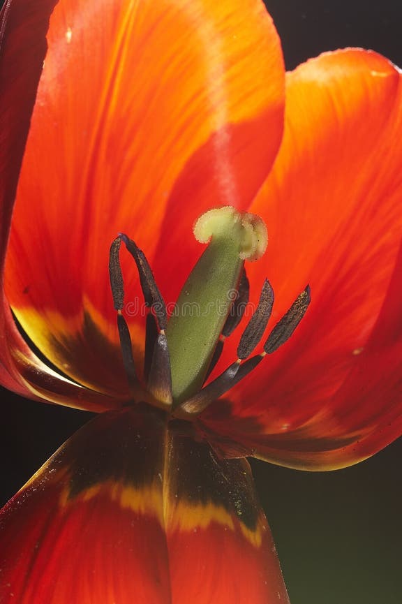 Llama-coloreado imagen de archivo. Imagen de macro, fuego - 847777