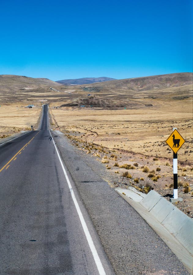 Llama Crossing in the Peruvian Andes Arequipa Peru Stock Photo - Image ...