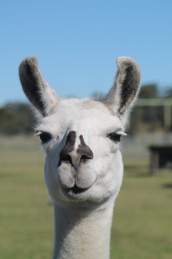Llama stock image. Image of alpaca, hobby, neck, unique - 31231087
