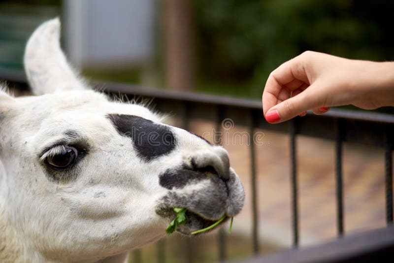 Perrito De Alimentación De La Llama Foto de archivo - Imagen de ...