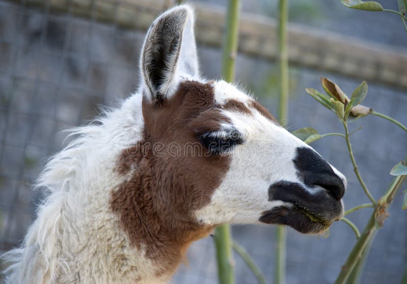 Llama Eating stock image. Image of fleece, short, close - 21693223
