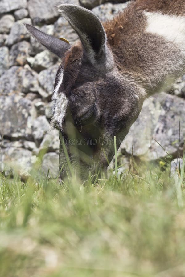 Llama Eating and Staring, Blurry Nature Background Stock Image - Image ...