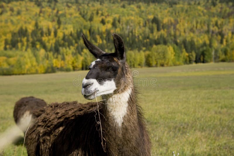 Llama eating grass stock photo. Image of curly, culture - 7302336