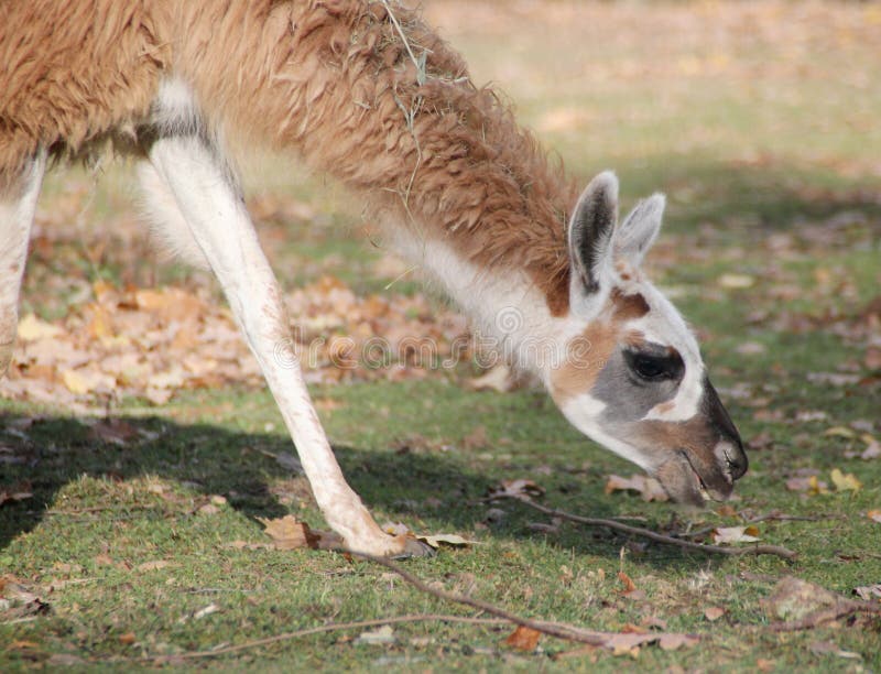 Guanaco Eating Green Hays. Color Photo. Stock Image - Image of eyes ...