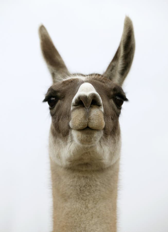 Llama face stock image. Image of domestic, nature, looking - 98173465