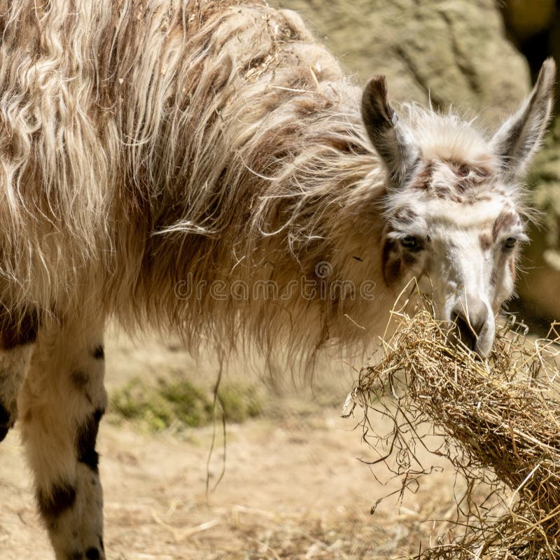 Llama feeding stock image. Image of eating, feeding - 325272443
