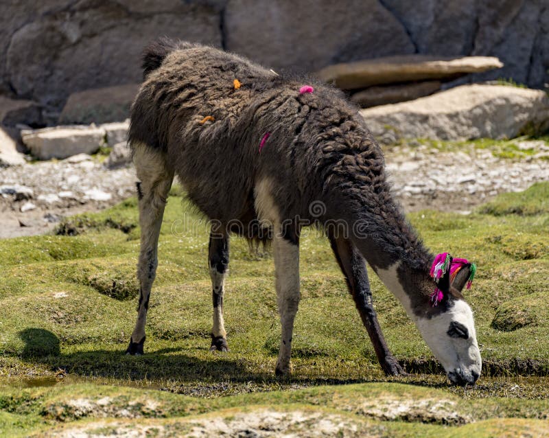 LLama in a Field in the High Desert of Bolivia Stock Photo - Image of ...
