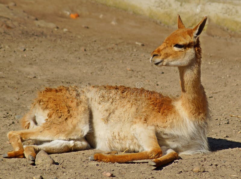 Llama,guanaco stock image. Image of alpaca, patagonia - 38759695