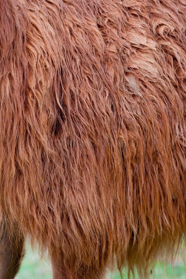 Llama Hair stock image. Image of livestock, hairy, detail - 13456397