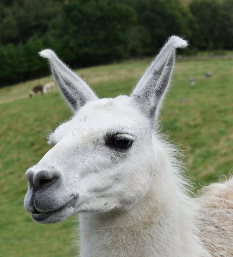 Llama head facing camera stock photo. Image of camera - 259366574