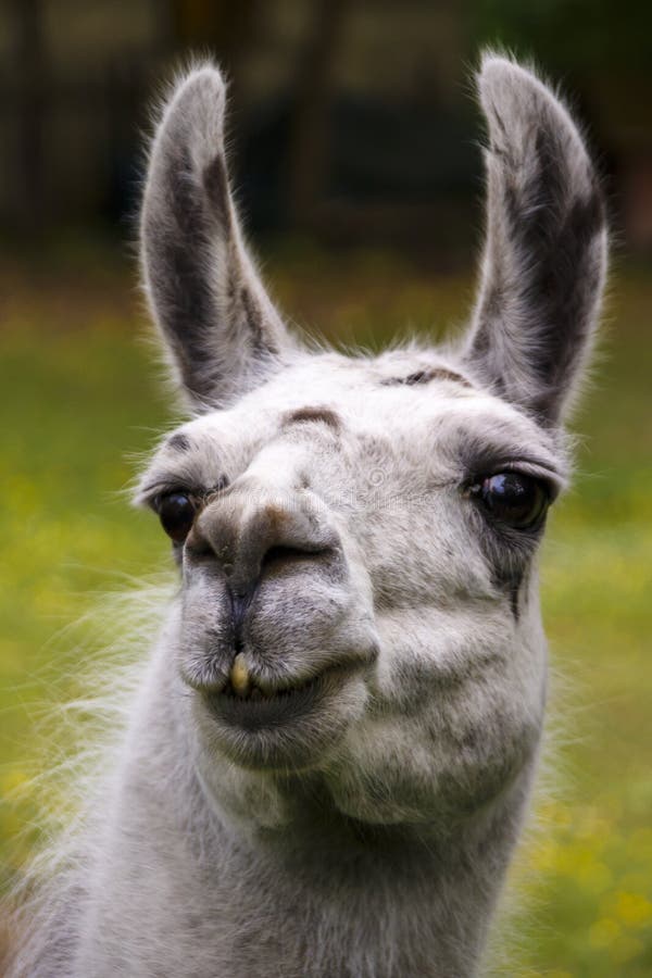 Gray Llama Muzzle in Summer Stock Photo - Image of ears, adorable ...