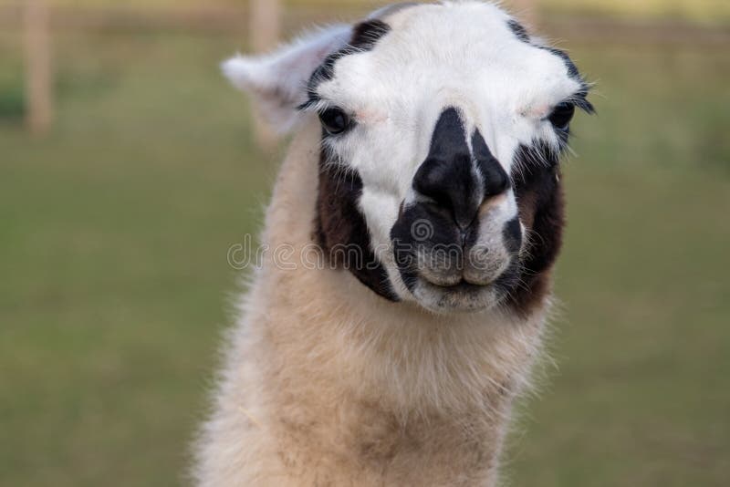 Llama Head White with Black Front Mini Zoo Stock Image - Image of ...