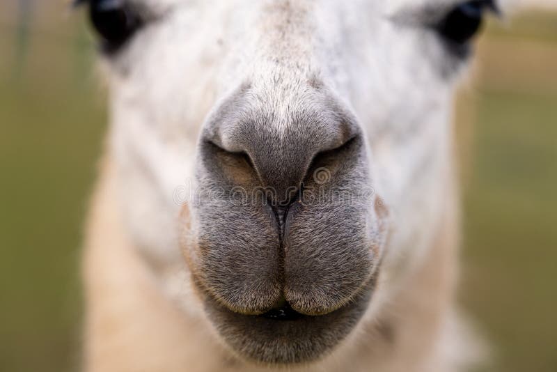 Llama Head White with Black Front Mini Zoo. Stock Image - Image of ...