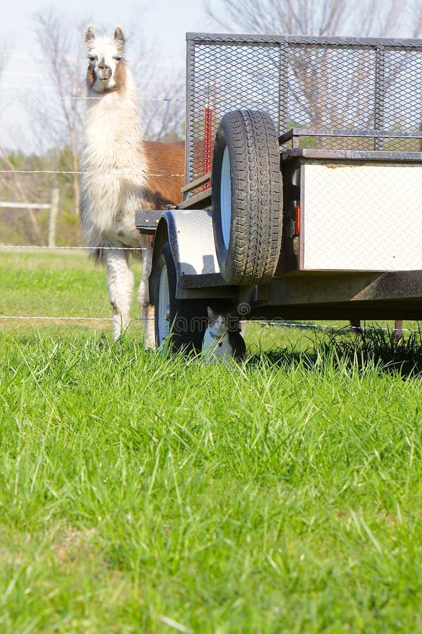 Llama and Kitty stock photo. Image of animals, barn, meadow - 62171302