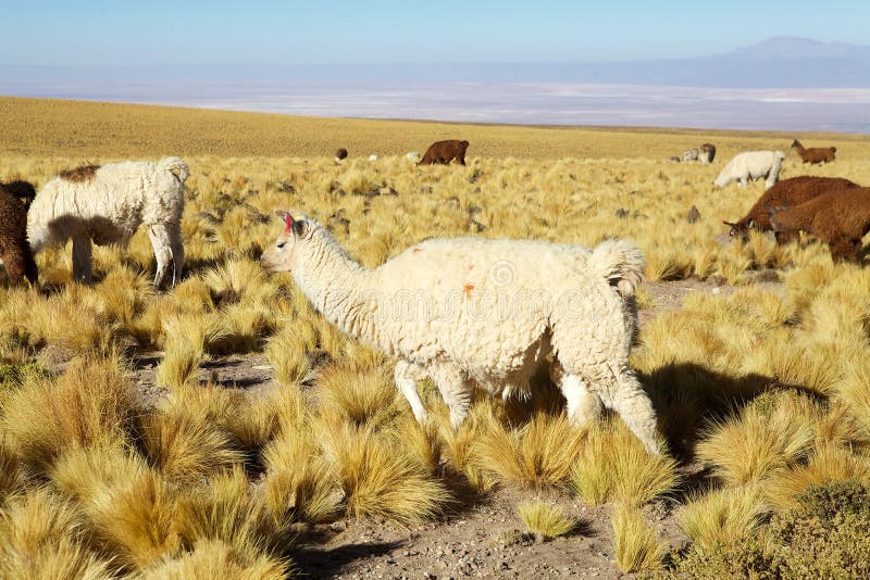 Llama lama glama stock photo. Image of desert, chilean - 84231864