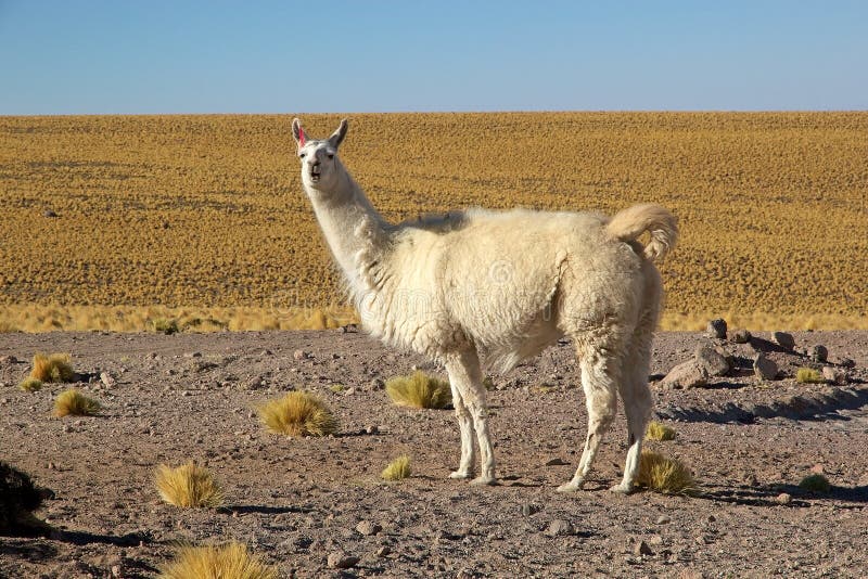 Llama lama glama stock photo. Image of desert, chilean - 84231864