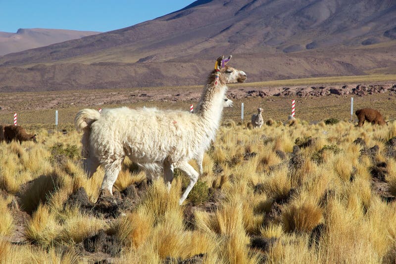 Llama Lama Glama At The Caspana Village, Chile Stock Photo - Image of ...