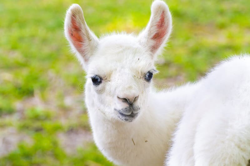 White lama baby stock photo. Image of baby, small, water - 66860124