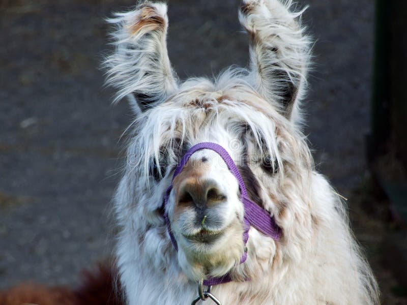 The Llama Lama Glama, Das Lama or Ljama Stock Image - Image of american ...