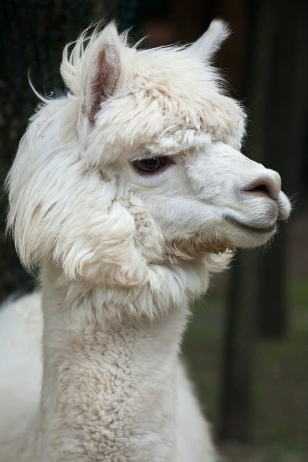 Llama Lama glama. stock image. Image of artiodactyla - 82278573
