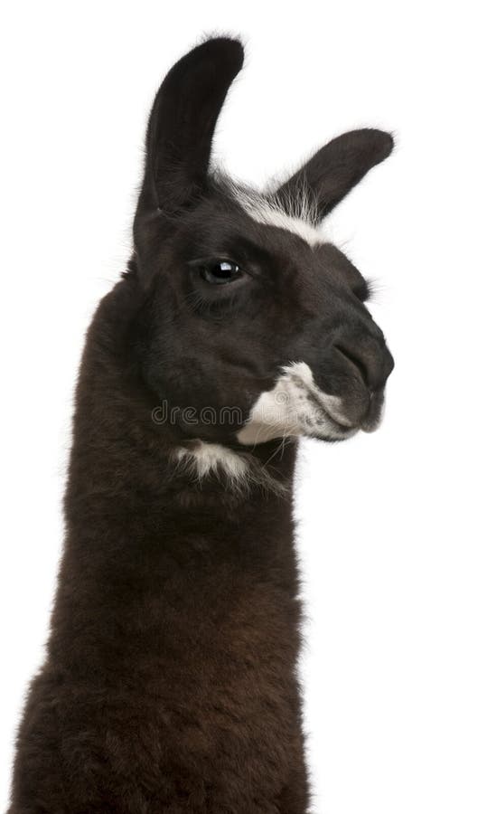 Llama in front of a barn stock image. Image of guanaco - 64337391