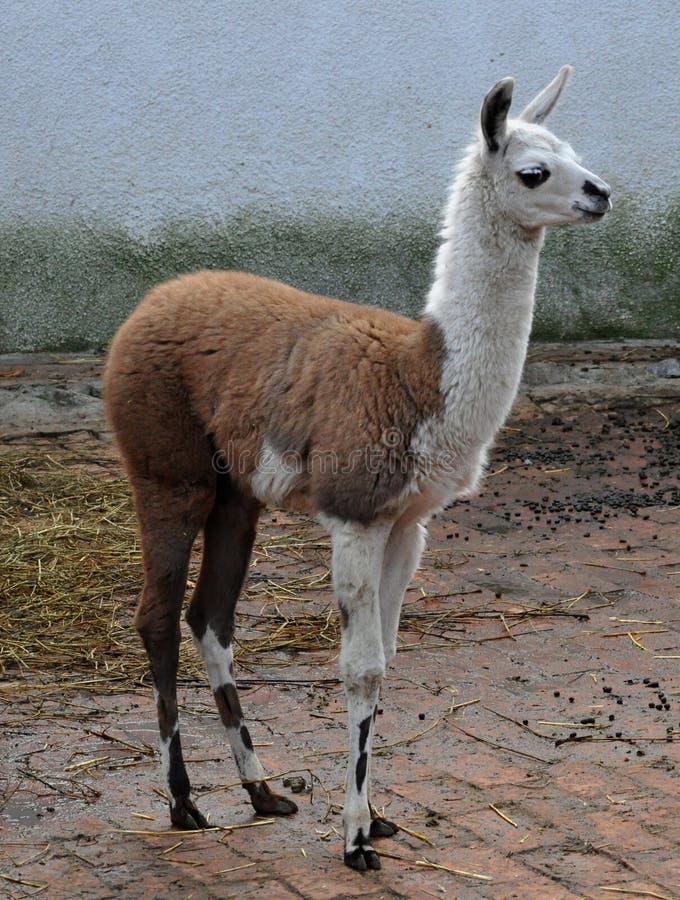 Llama (Lama glama) stock image. Image of llama, camelid - 269424921