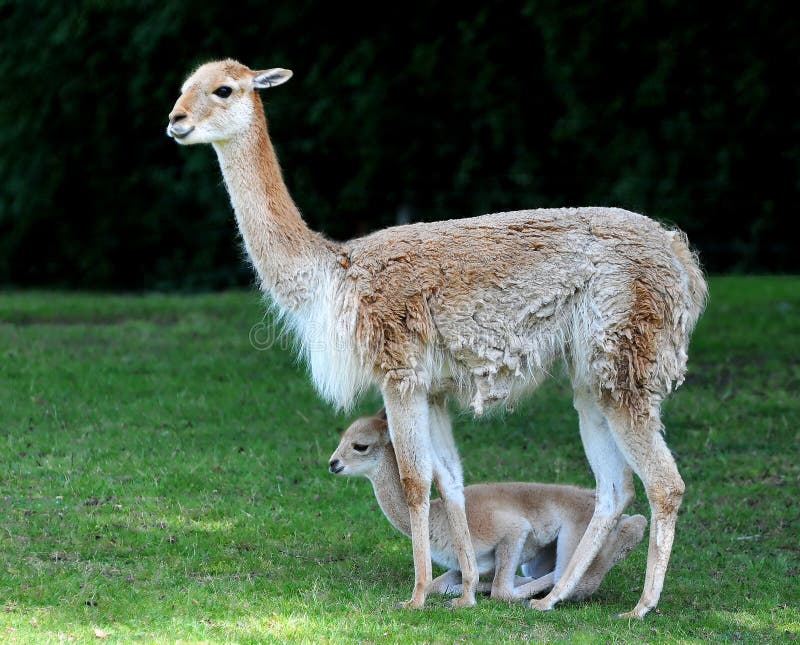 Llama (Lama glama) stock photo. Image of grass, family - 48500376