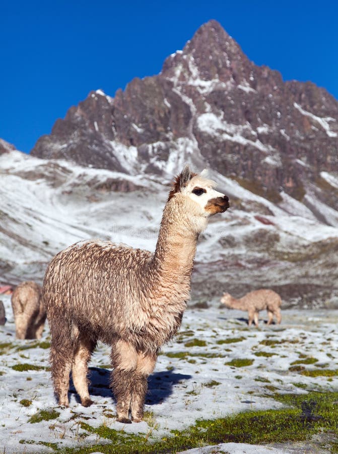 Llama or Lama, Group of Lamas on Pastureland Stock Image - Image of ...