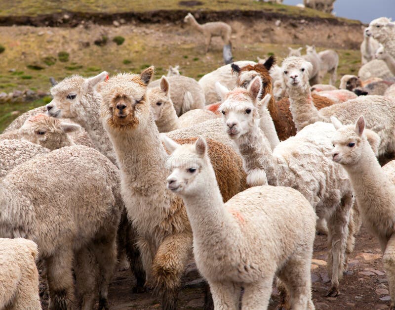 Llama or Lama, Group of Lamas on Pastureland Stock Image - Image of ...