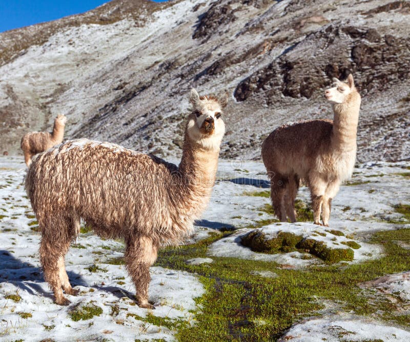 Llama or Lama, Group of Lamas on Pastureland Stock Photo - Image of ...