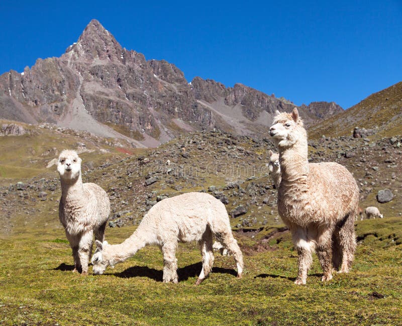 Llama or Lama, Group of Lamas on Pastureland Stock Image - Image of ...