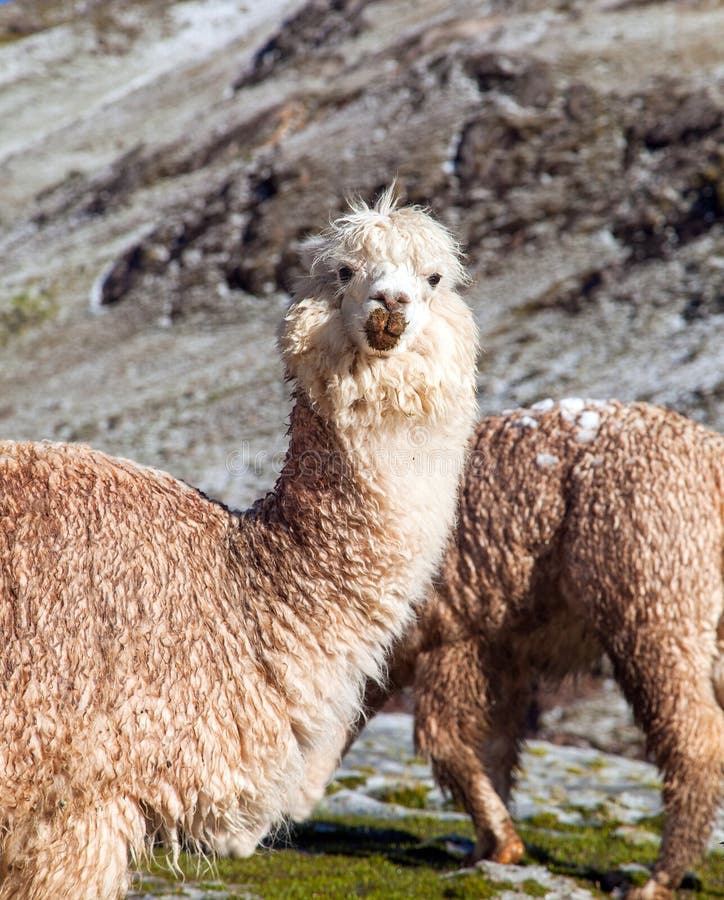 Llama or lama on mountains stock image. Image of altiplano - 162991981
