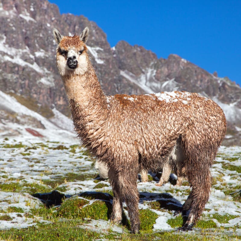 Llama Or Lama, Andes Mountains Stock Photo - Image of farm, head: 157514534