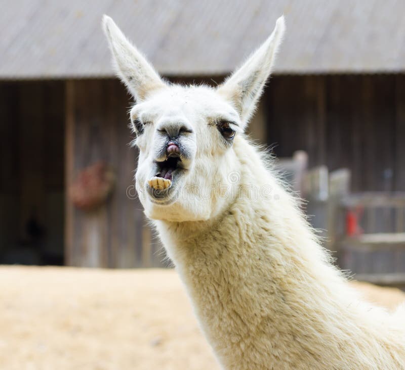 Llama lama smile stock image. Image of peru, close, funny - 70543433