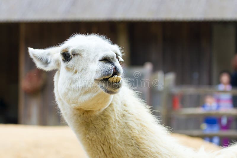 Llama lama smile stock photo. Image of andes, comic, llama - 70543708