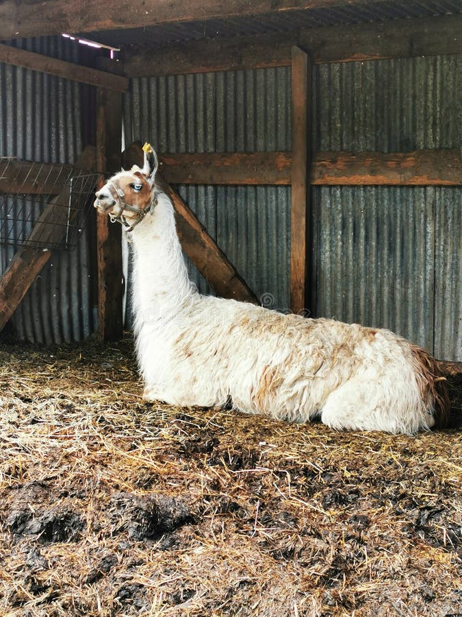 Down Laying Llama Photos - Free & Royalty-Free Stock Photos from Dreamstime