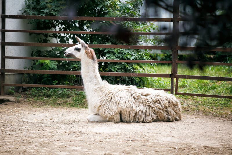 Llama Laying in the Hay Smiling Stock Photo - Image of fuzzy, grass ...