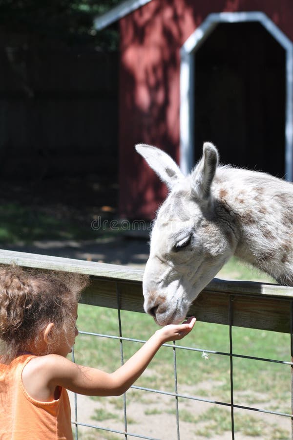 Hungry Llama, Lama Glama, Grazing on Green Grass Stock Photo - Image of ...